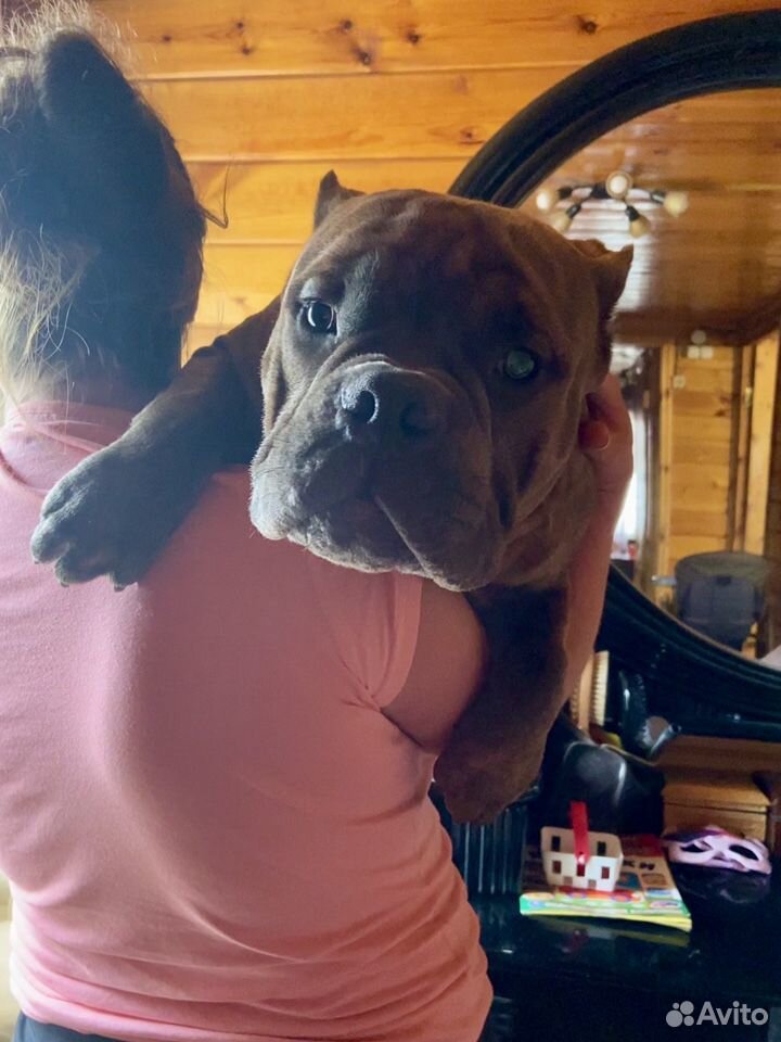 Мальчик Американского булли