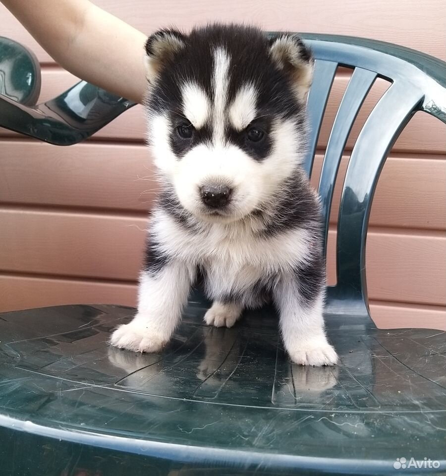 Продам щенков Хаски