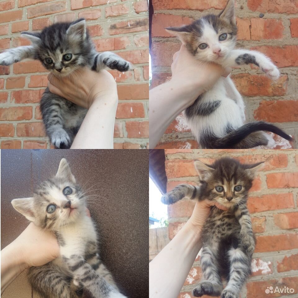 Котята в добрые руки. Возьмите пожалуйста