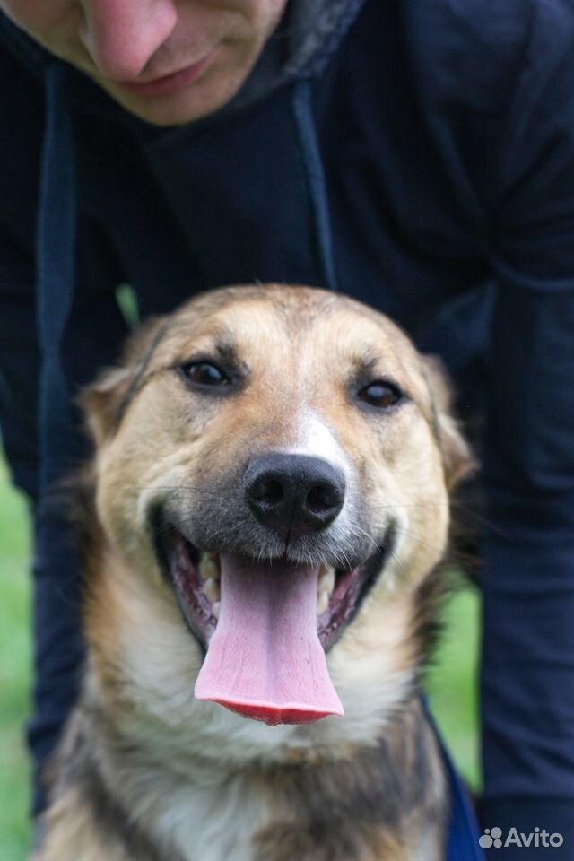 Молоденькая собачка Тоня ищет дом