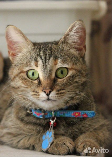 Котенок Денди в добрые руки