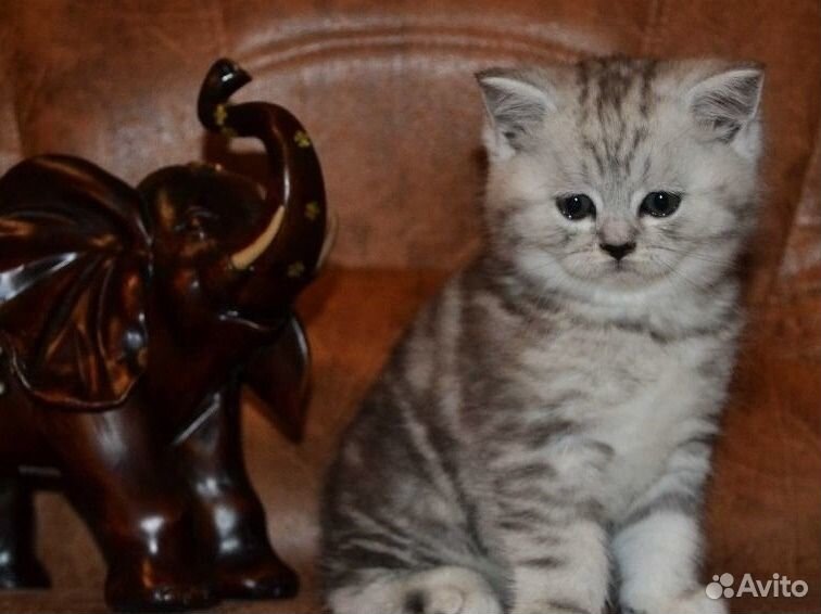 Британский котенок вискас Остин