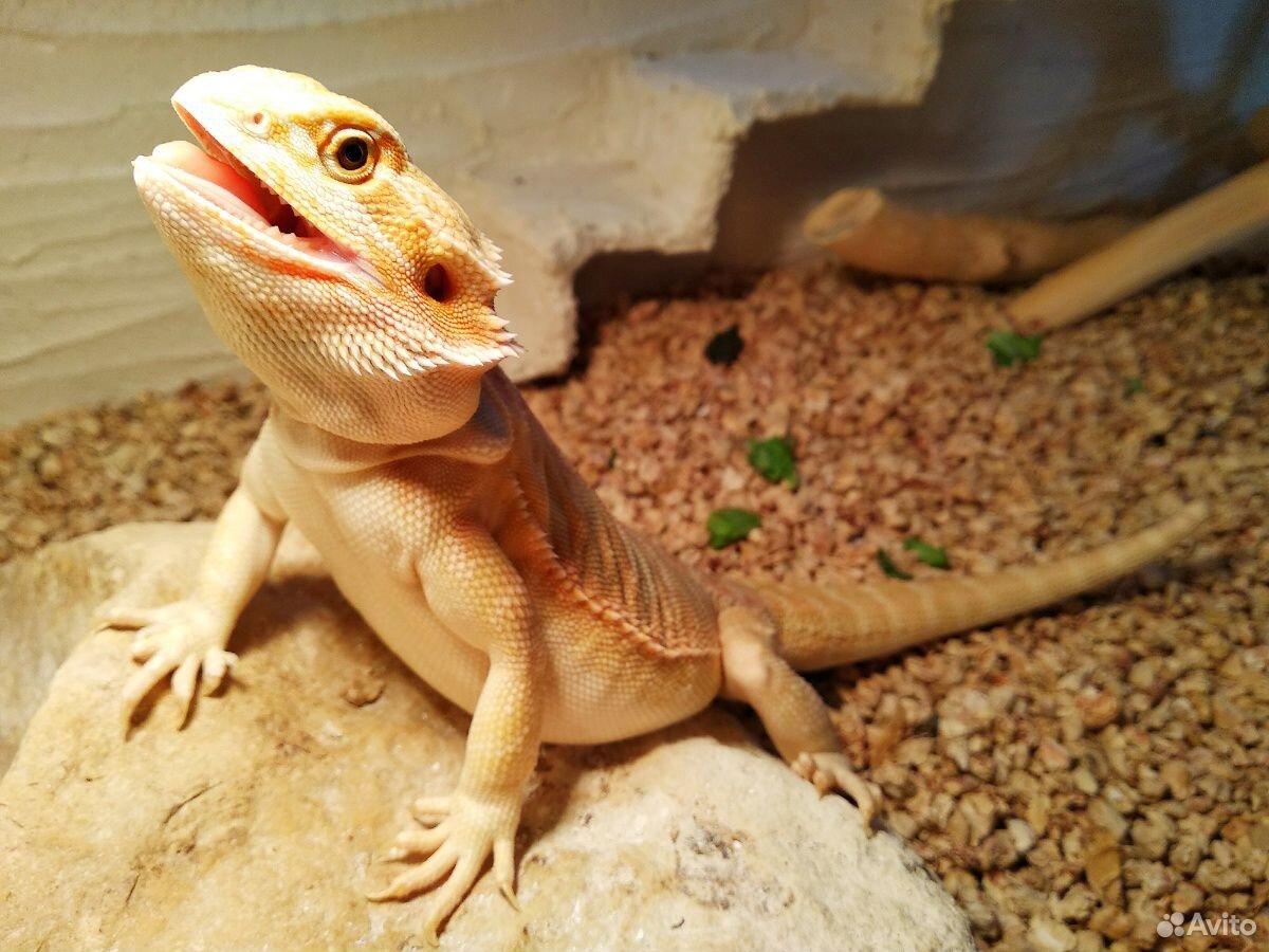 Бородатая агама с террариум