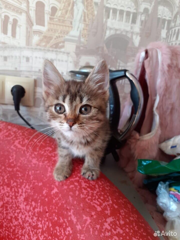Котенок мальчик и девочка тигровый окрас