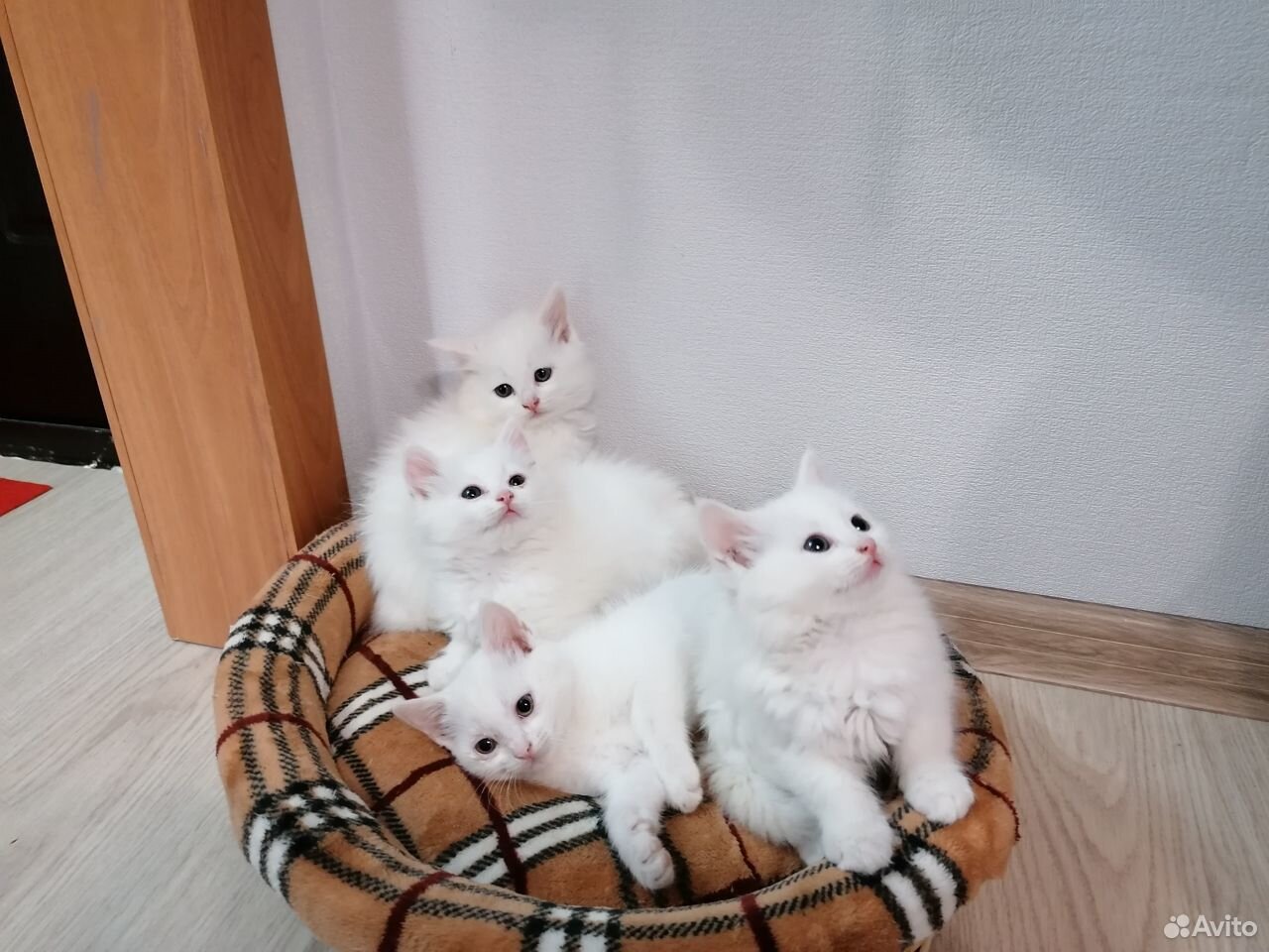 Продаю котят