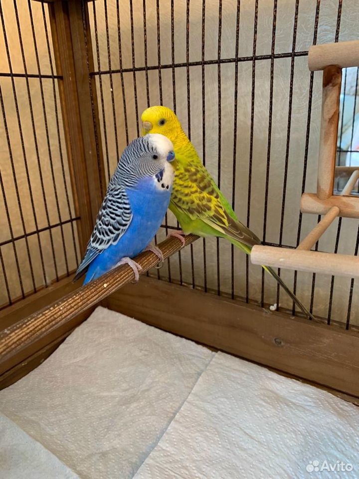 Попугаи волнистые