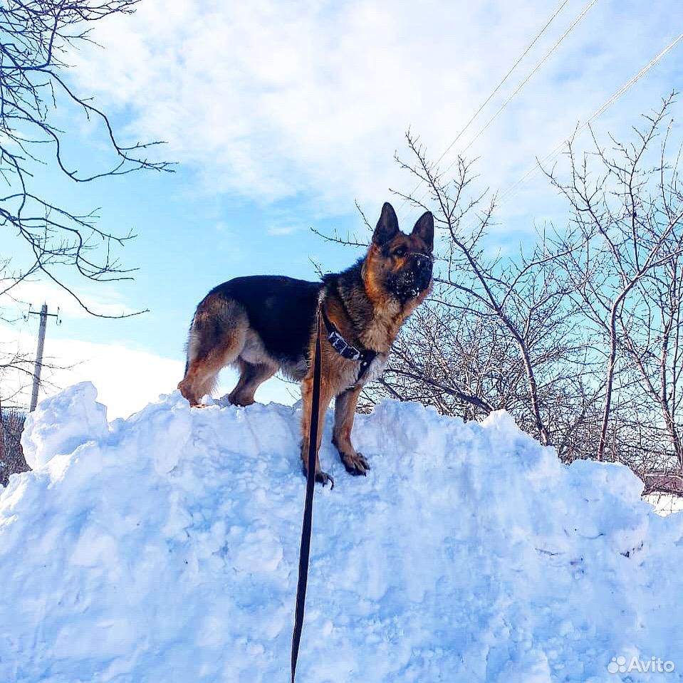 Кобель 4года, немец. (случка)