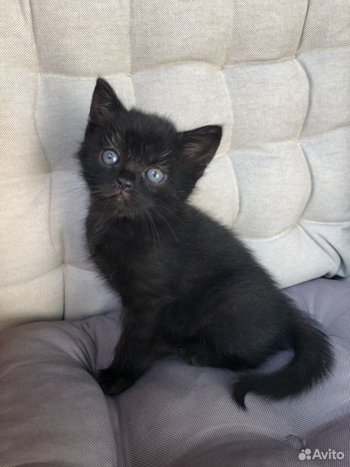 Котёнок