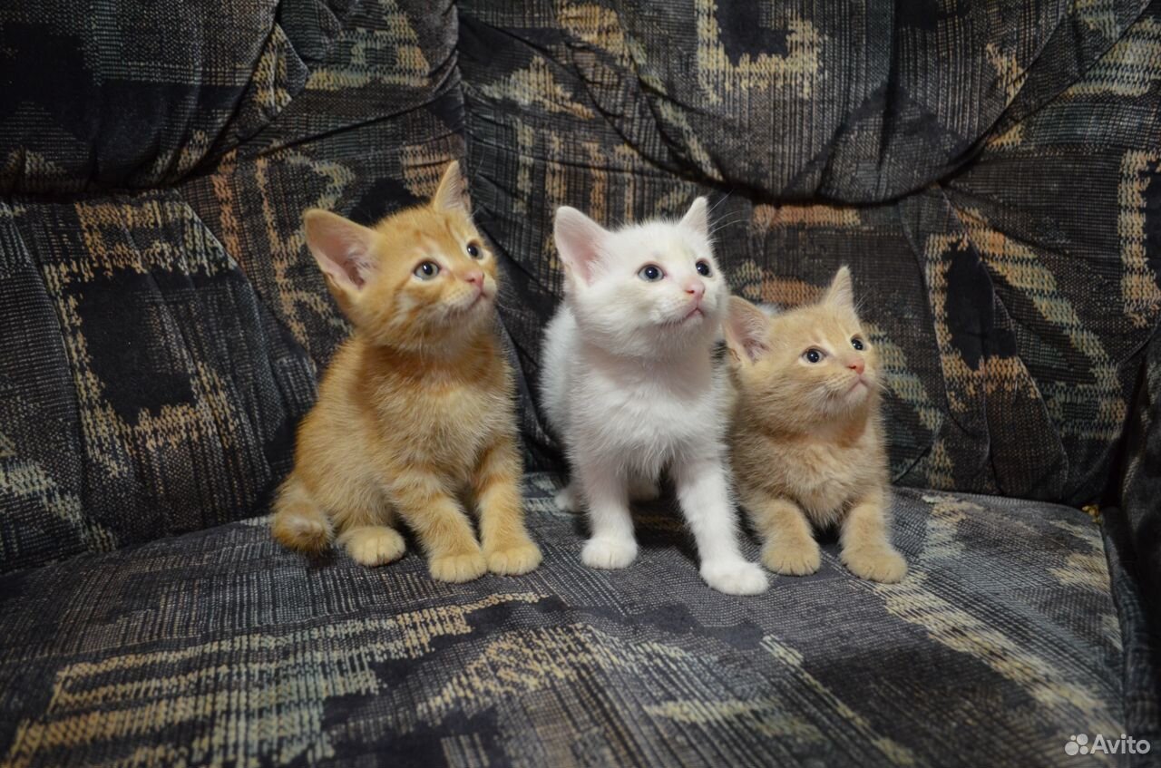 Отдадим в хорошие руки