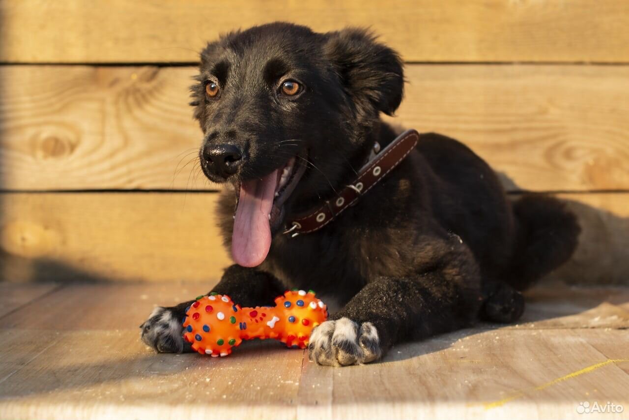 Шарик ищет дом