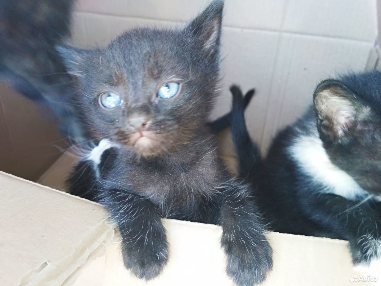 Котята малыши