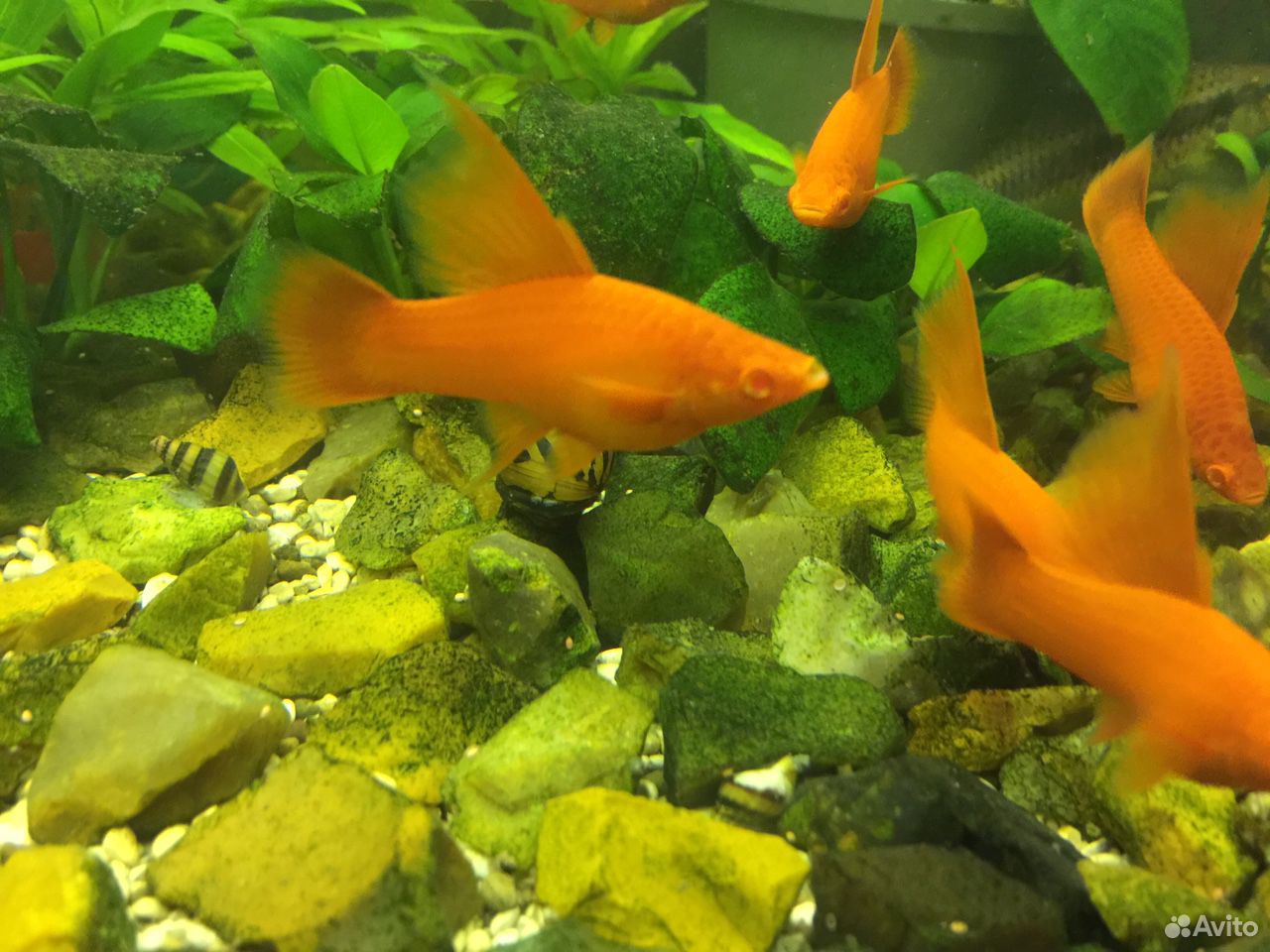 Меченосец флаговый красноглазый рубин