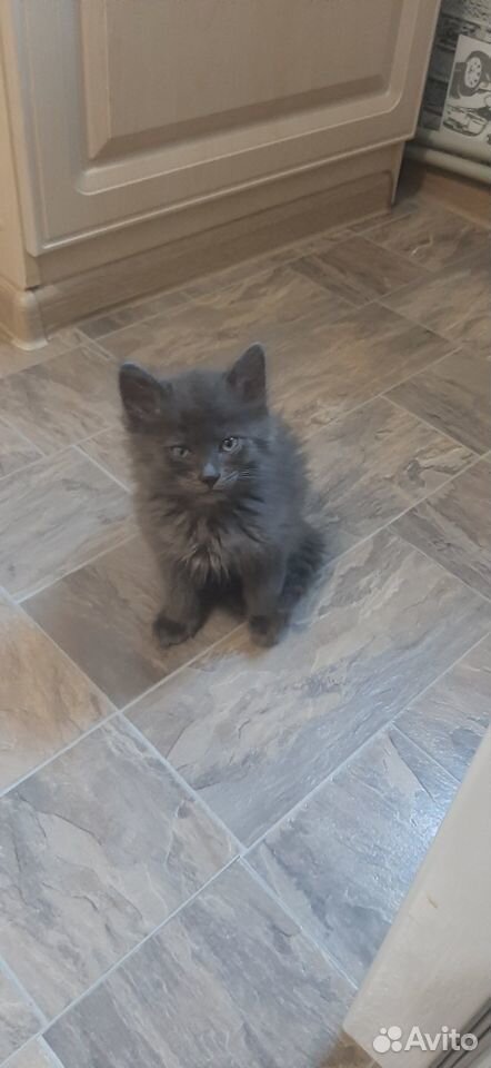 Котенок