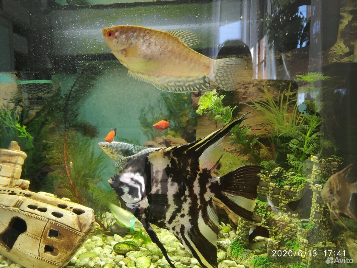 Большие скалярия и гурами (2 шт)