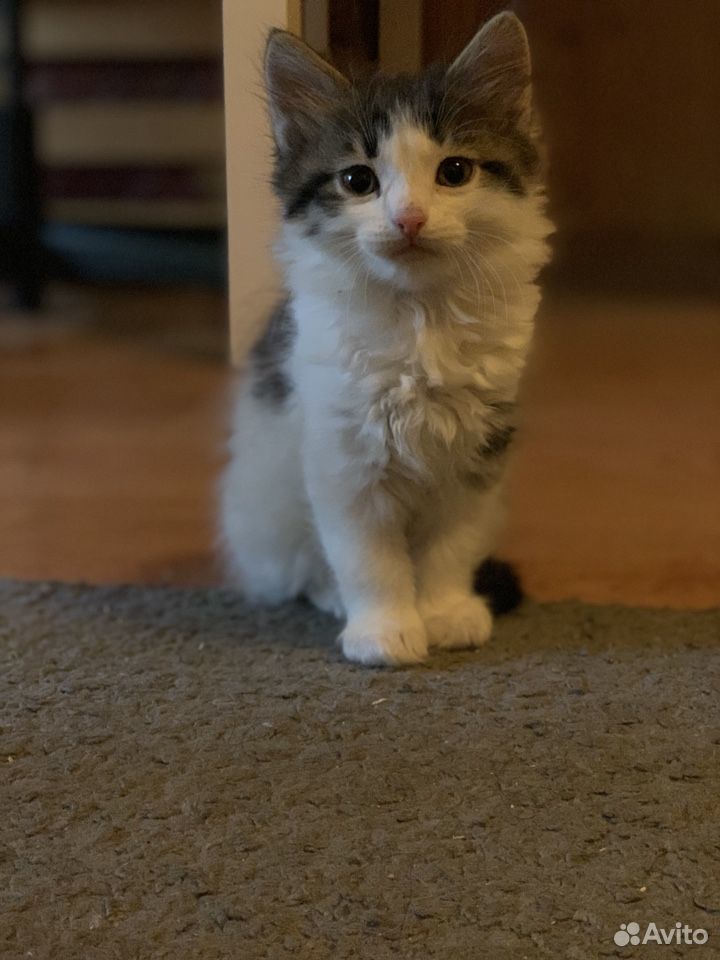 Братишка и сестрёнка ищут хозяев