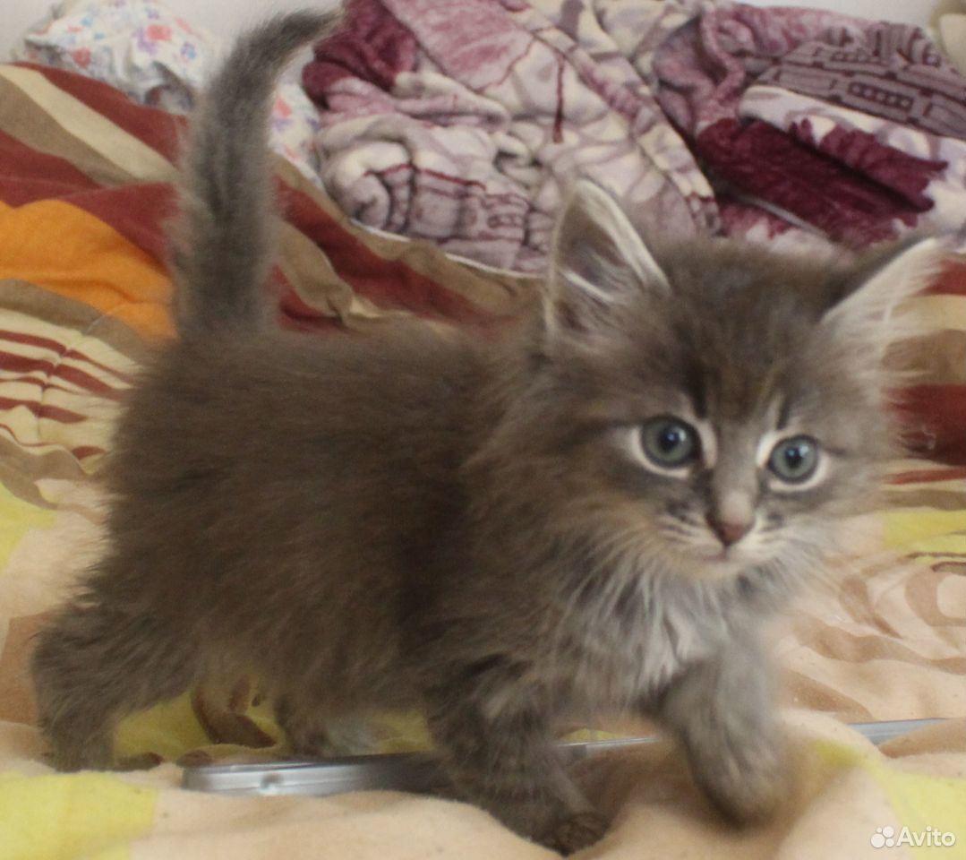 Чудесные котики