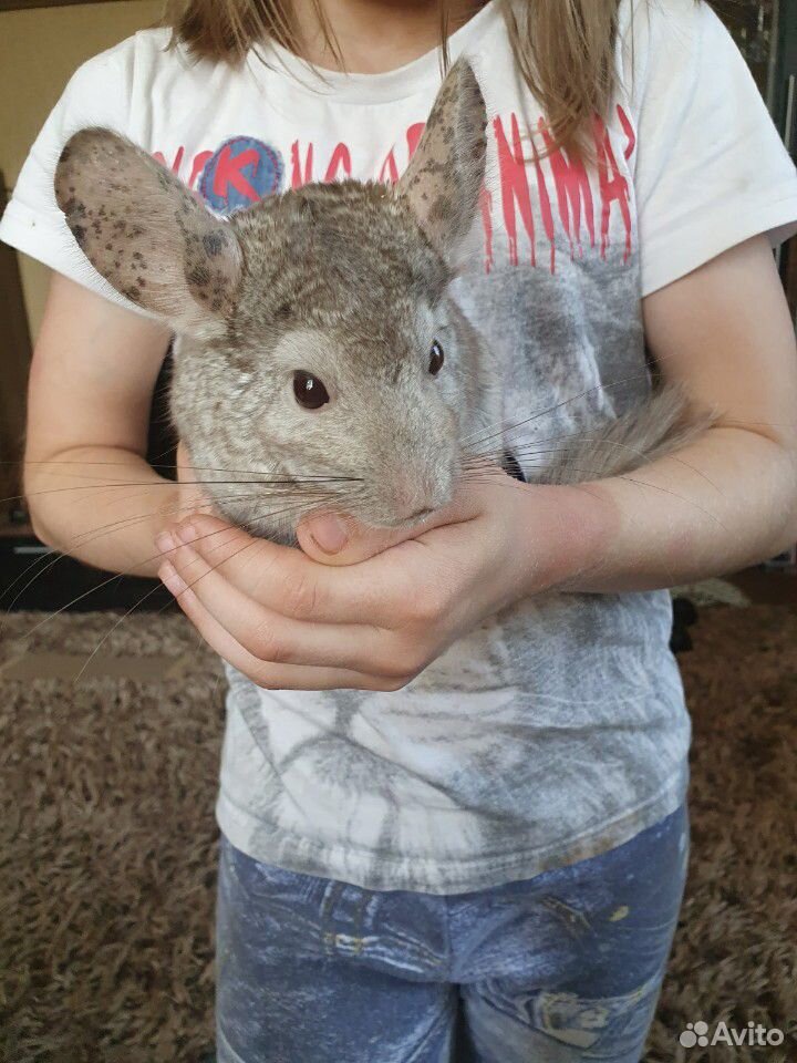 Шиншилла цветная