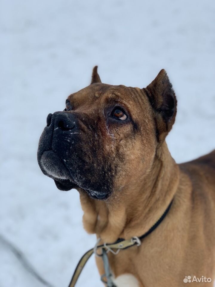 Брутальный великан с ранимой душой в добрые руки