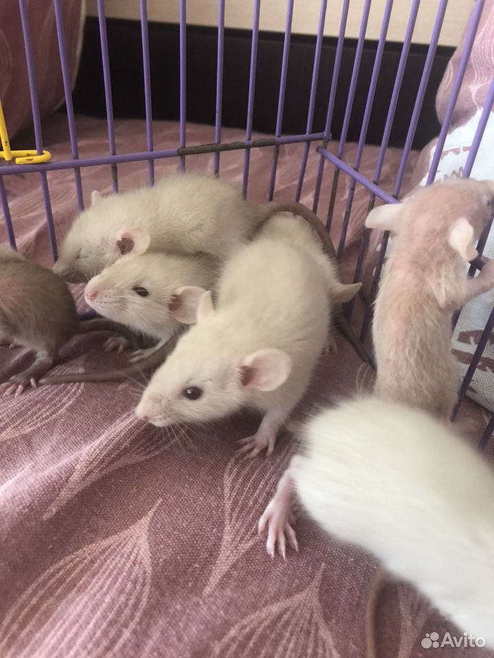 Крысята