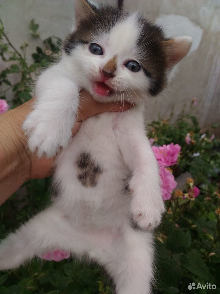 Раздаю котят