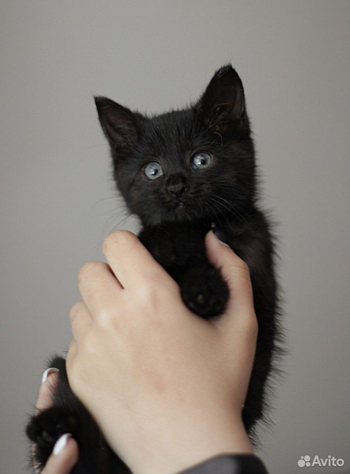 Котенок 1.5 мес Агата