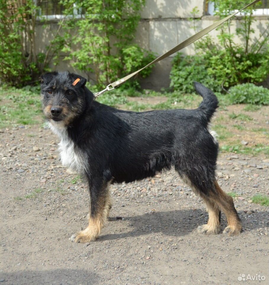 Манюня ищет дом