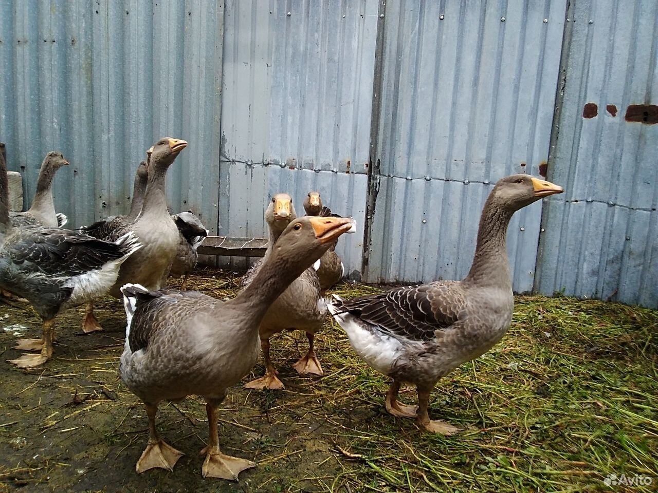 Гуси молодняк Крупная Серая