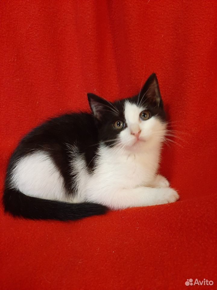 Красавец-мальчик 2 мес /доставка