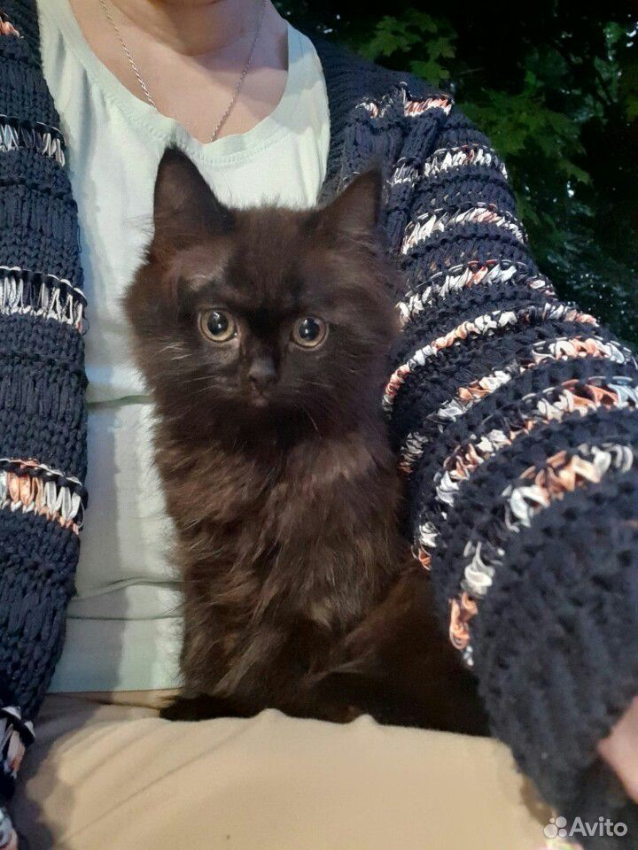 Котенок-домовенок