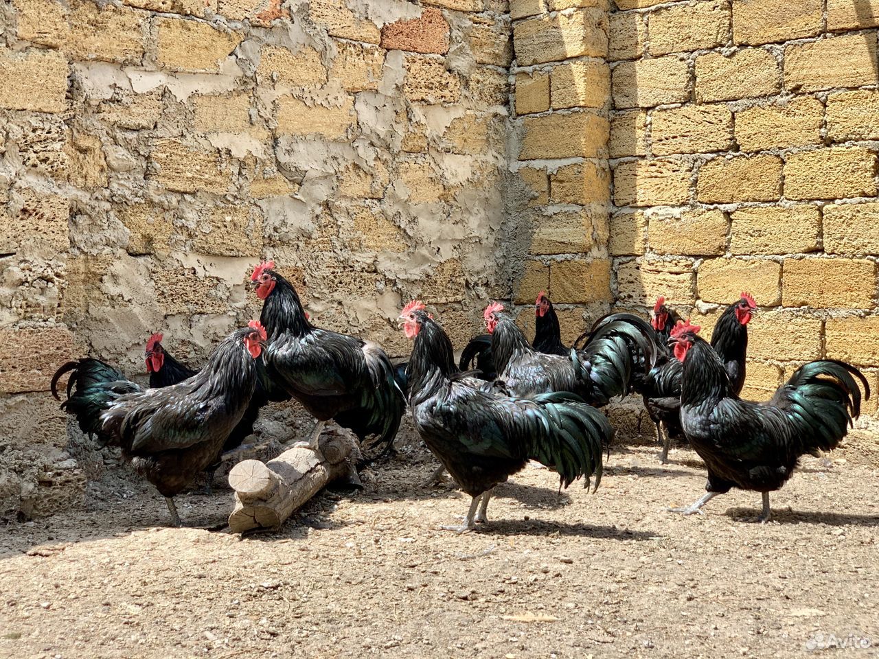 Петухи Австралорп черный