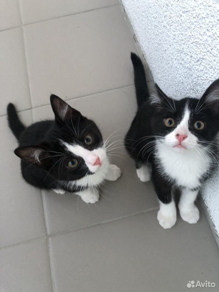 В очень добрые руки