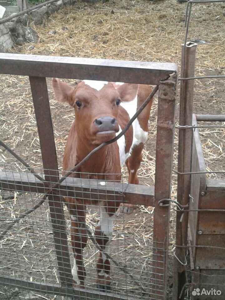 Телёнок (бычок )