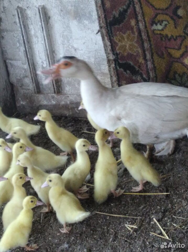 Утята шептуны с уткой