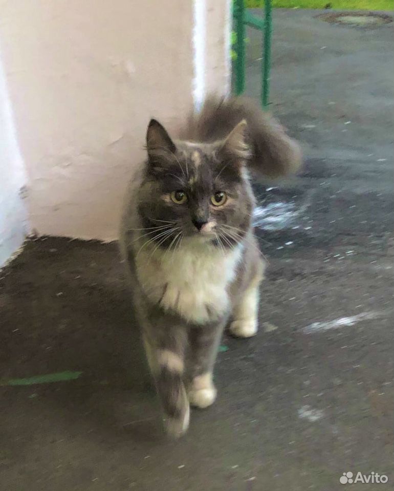 Кошечка Триша ищет дом