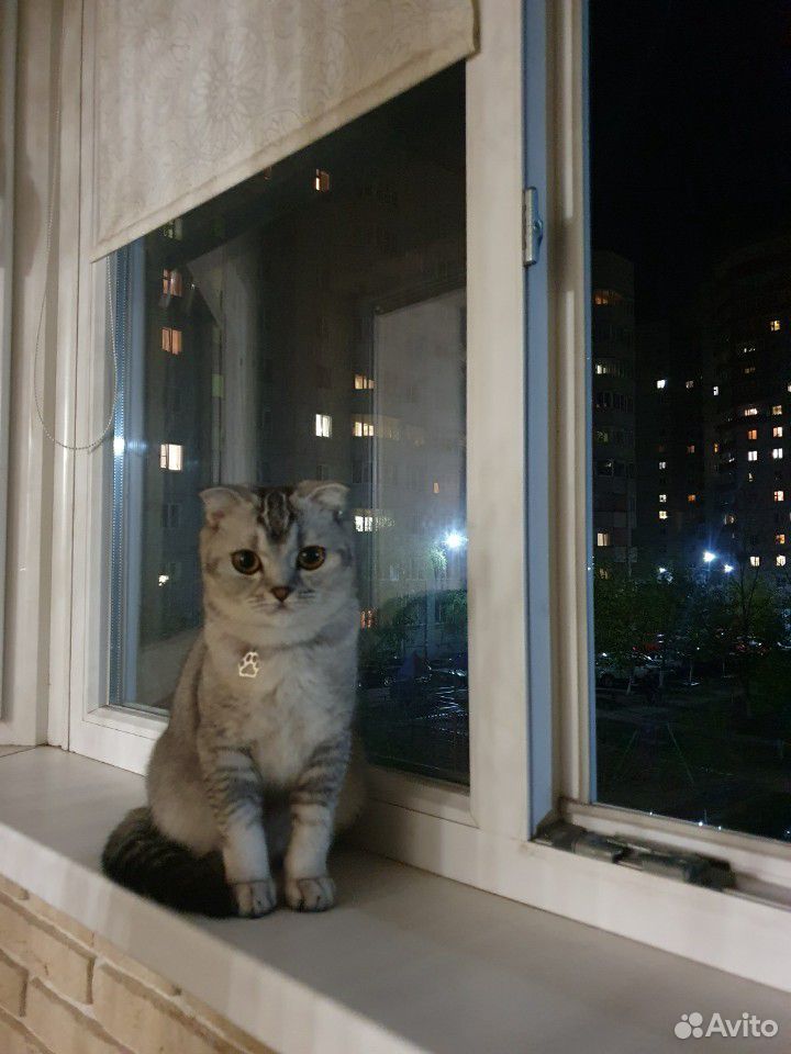 Кошка