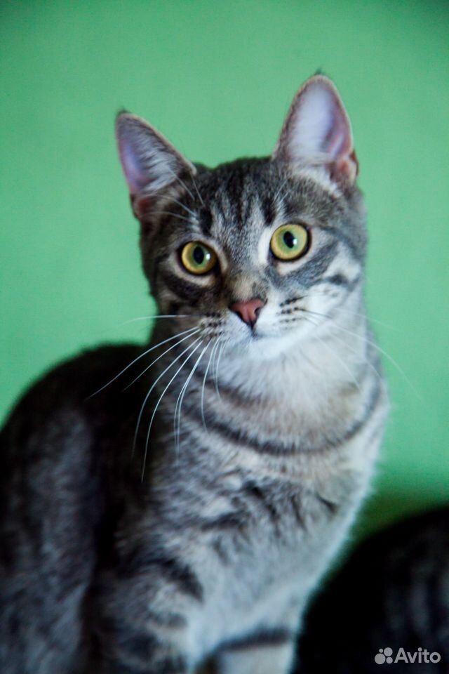 Особенный котик с интересным именем ищет дом