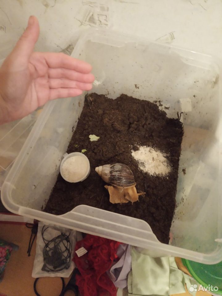 Улитка ахатина с контейнером взрослая