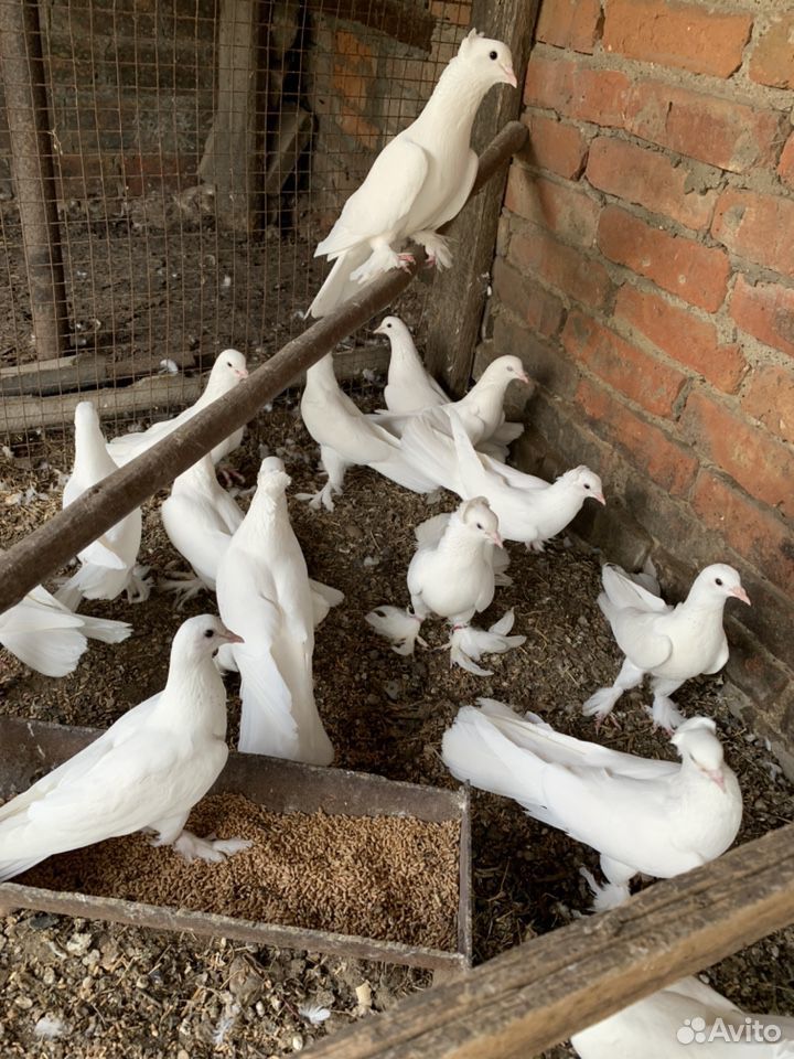 Голуби (Бакинцы длиннохвостые)