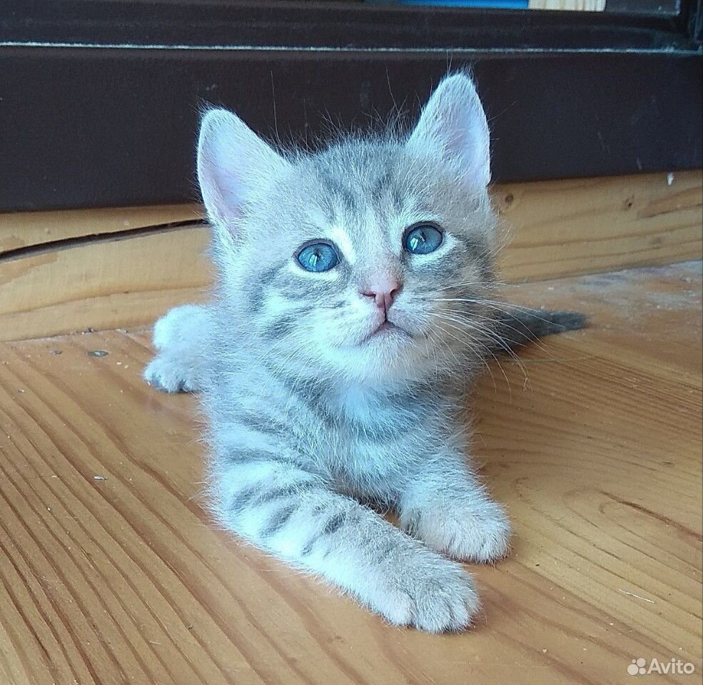 Котенок. Девочка. Отдам в добрые руки