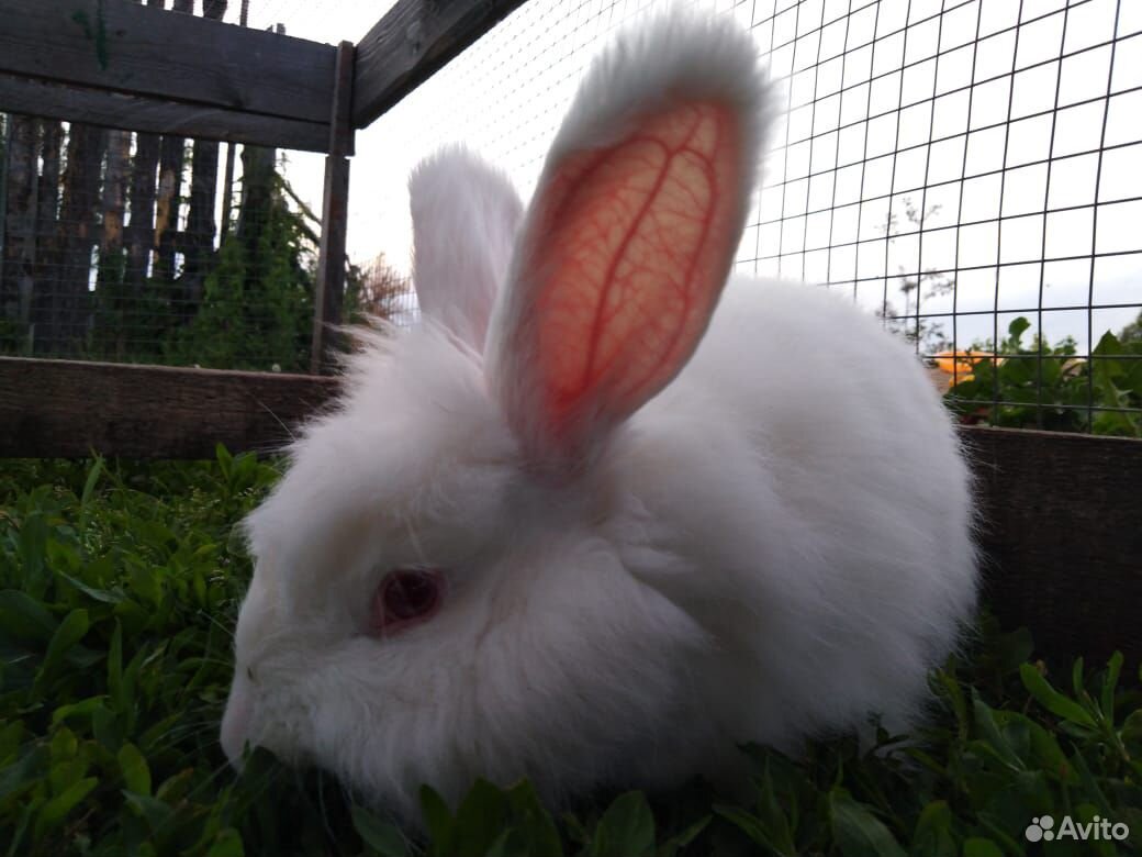 Крол Немецкая Ангора