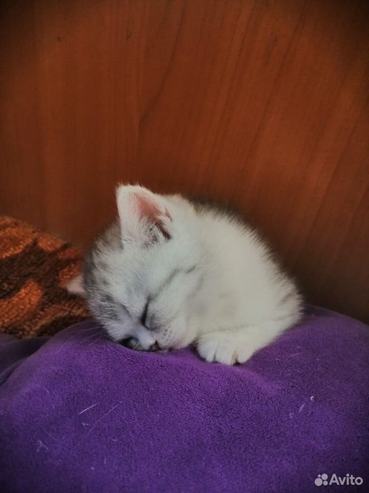 Шотландские котята