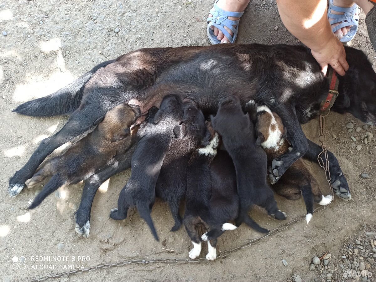 Щенки и котята