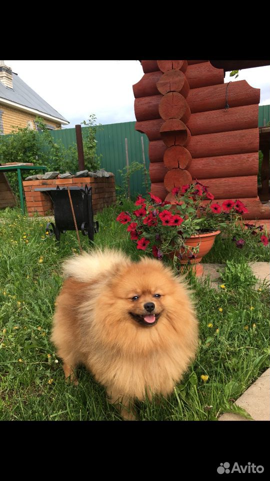 Красавец шпиц для вязки