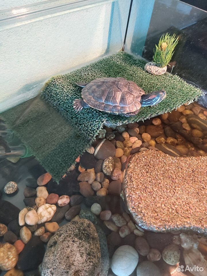 Красноухая черепаха в подарок