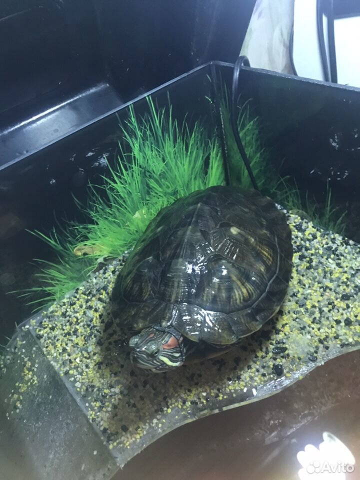 Черепаха