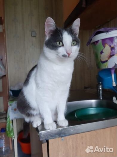 Кошка Мушка)