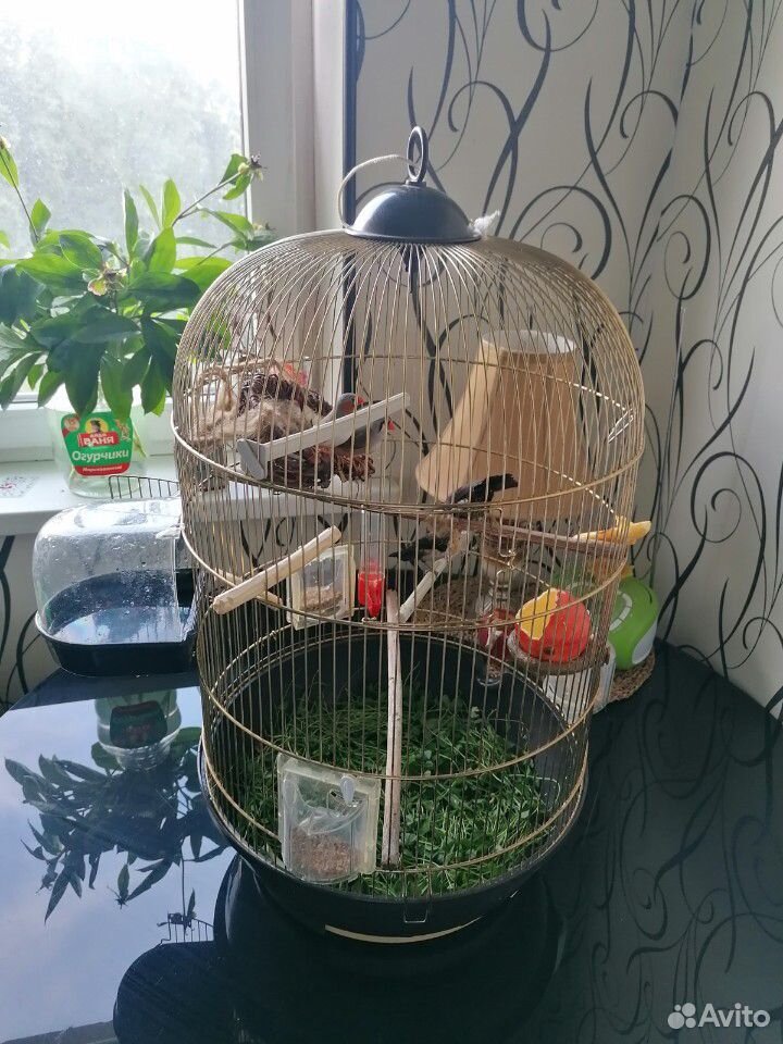 Клетка с амадинами