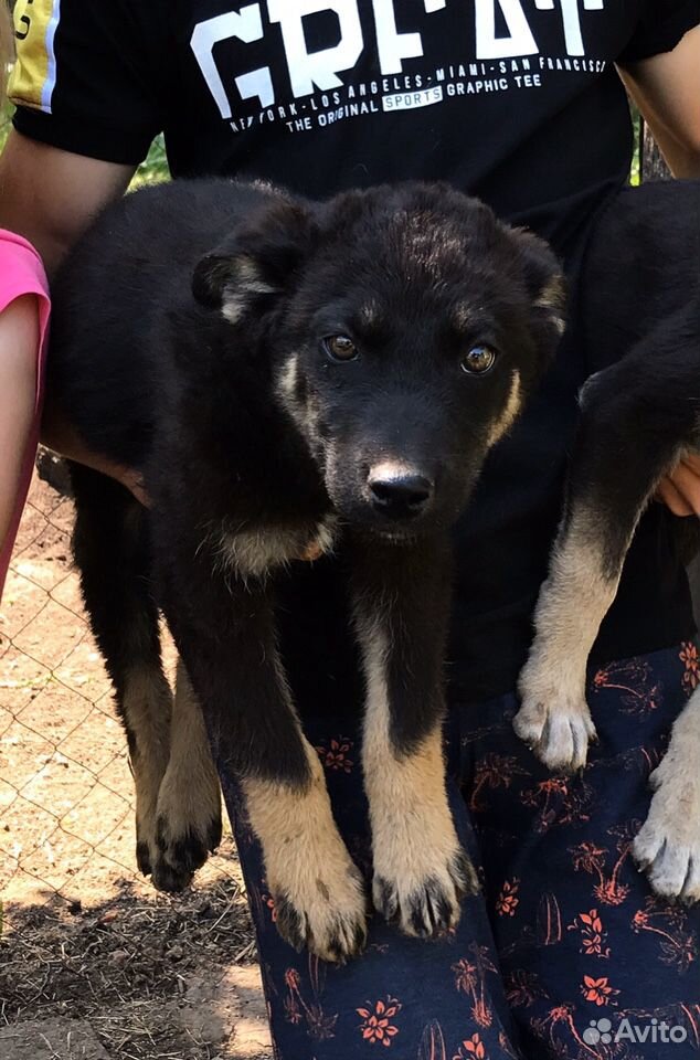 Собака, щенки, кобель, щенята, собаки