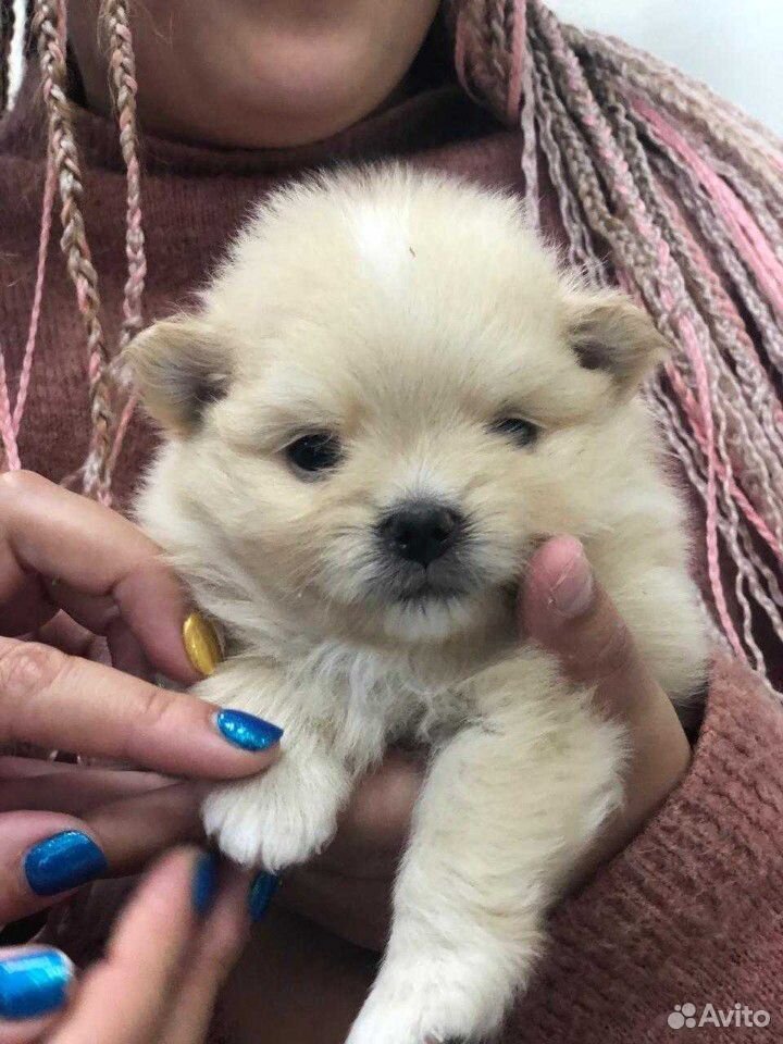 Шпиц зефирная девочка