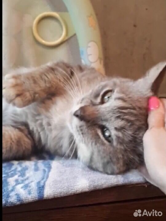 Красавец-кот 2 года